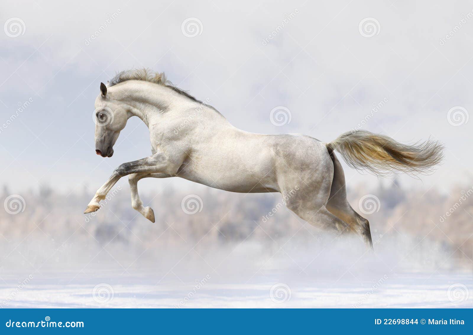 Silver-white stallion stock photo. Image of forward, fastest - 22698844