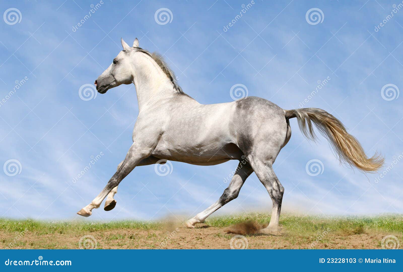Silver-white stallion stock image. Image of racing, stallion - 23228103