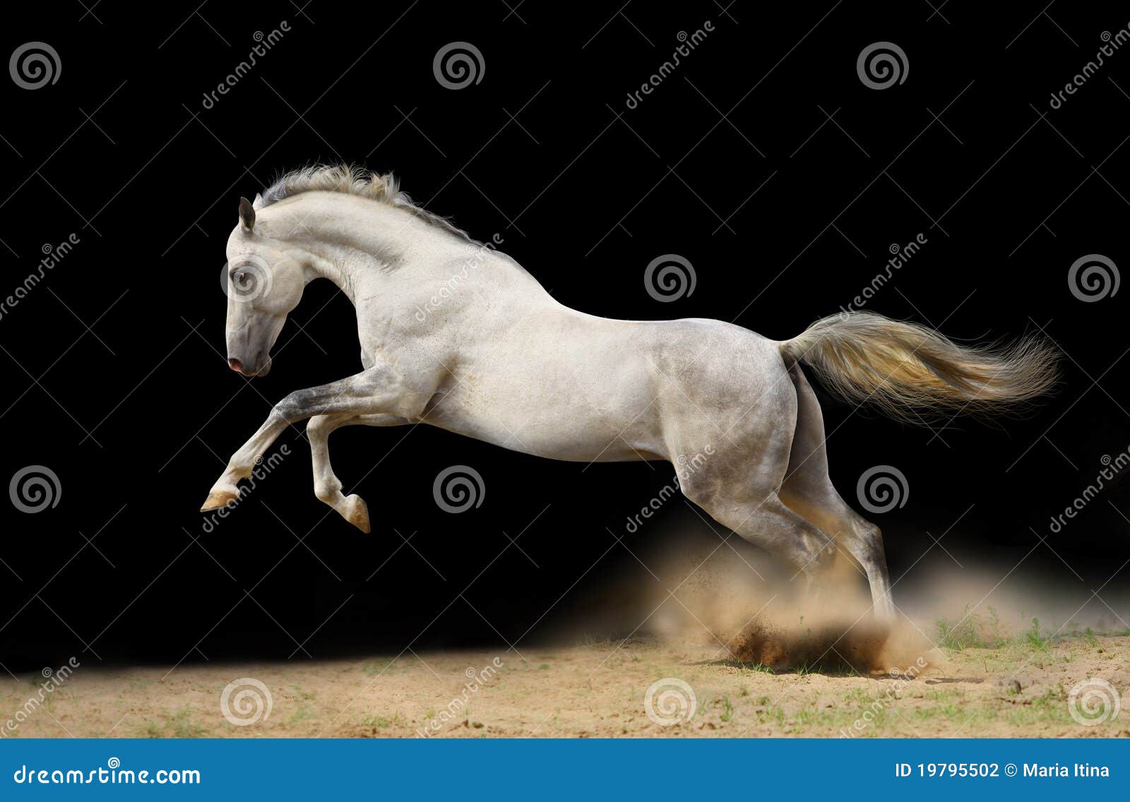 Silver-white Stallion on Black Stock Photo - Image of horse, light ...