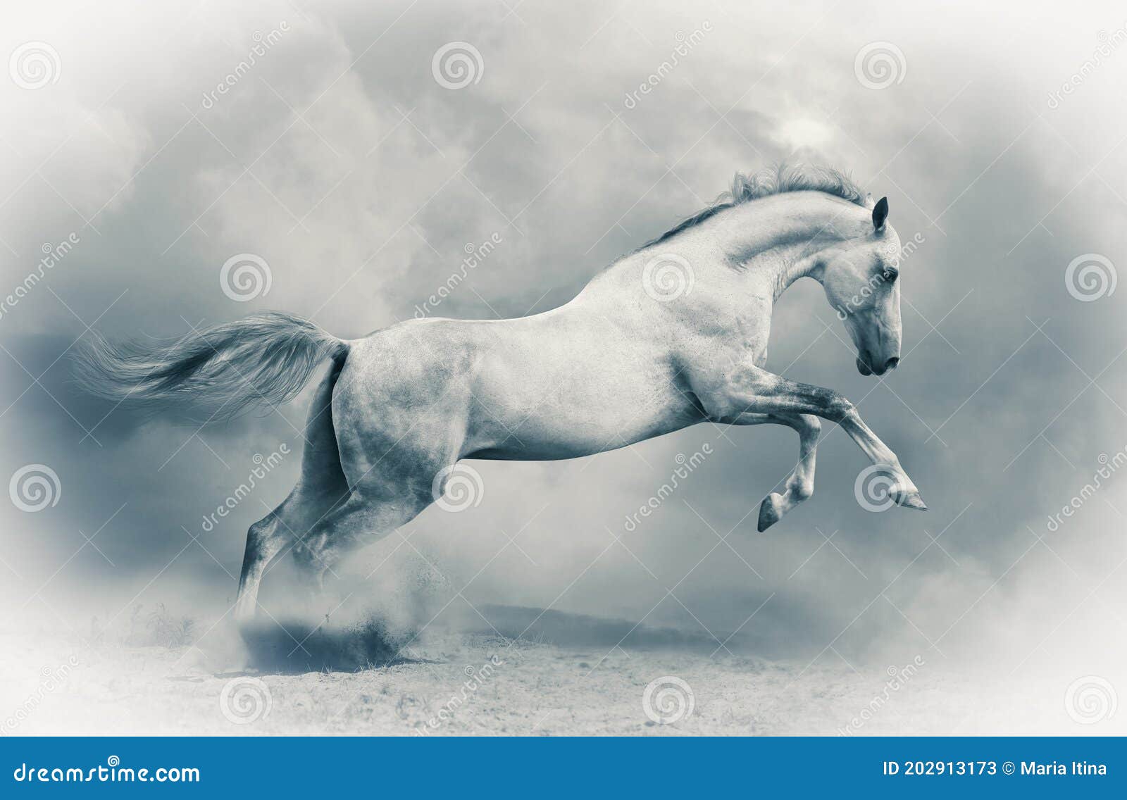 1,735 Silver Stallion White Stock Photos - Free & Royalty-Free Stock ...