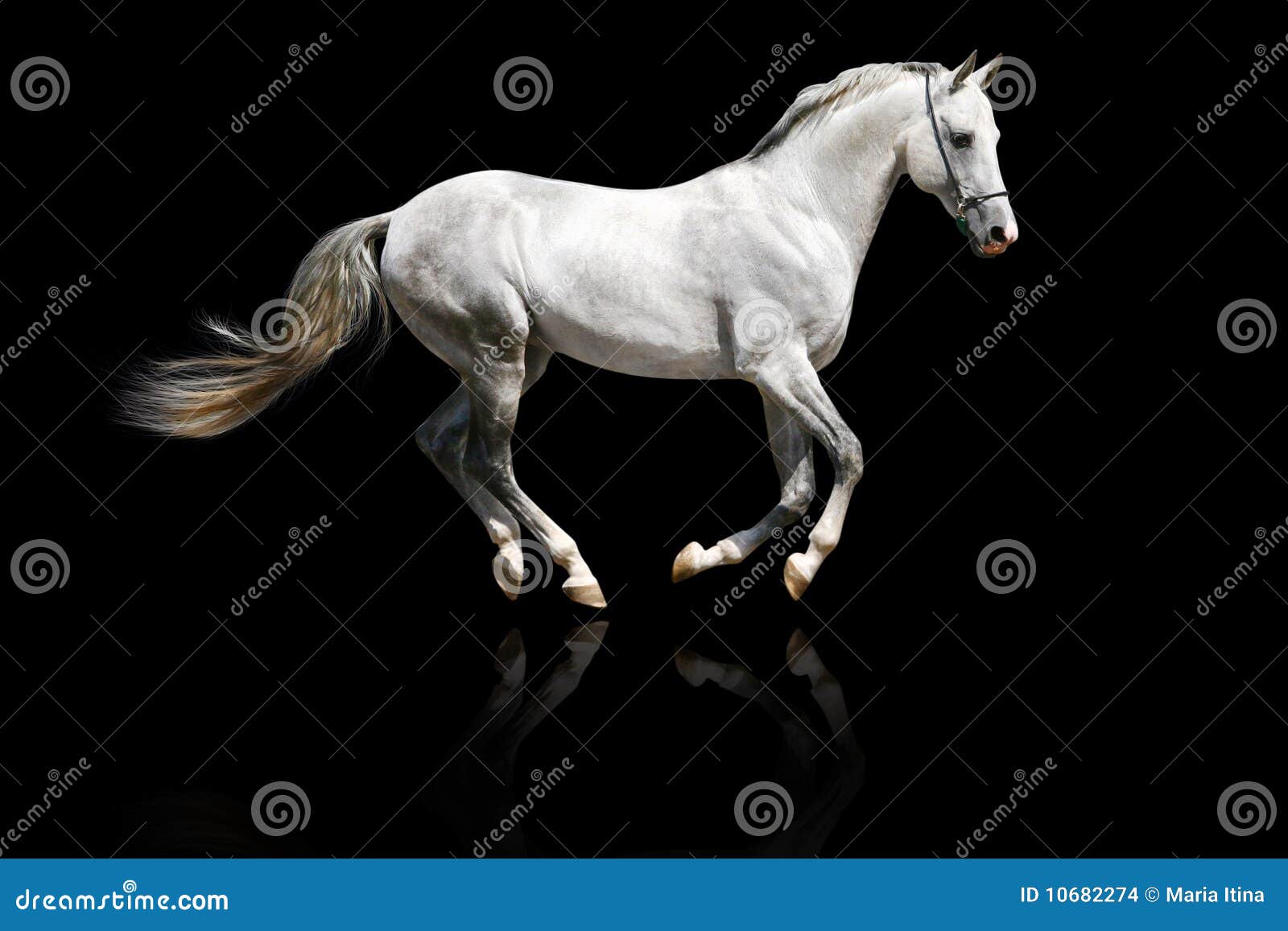 Silver-white Stallion Galloping Stock Photo - Image of hoofed, jump ...