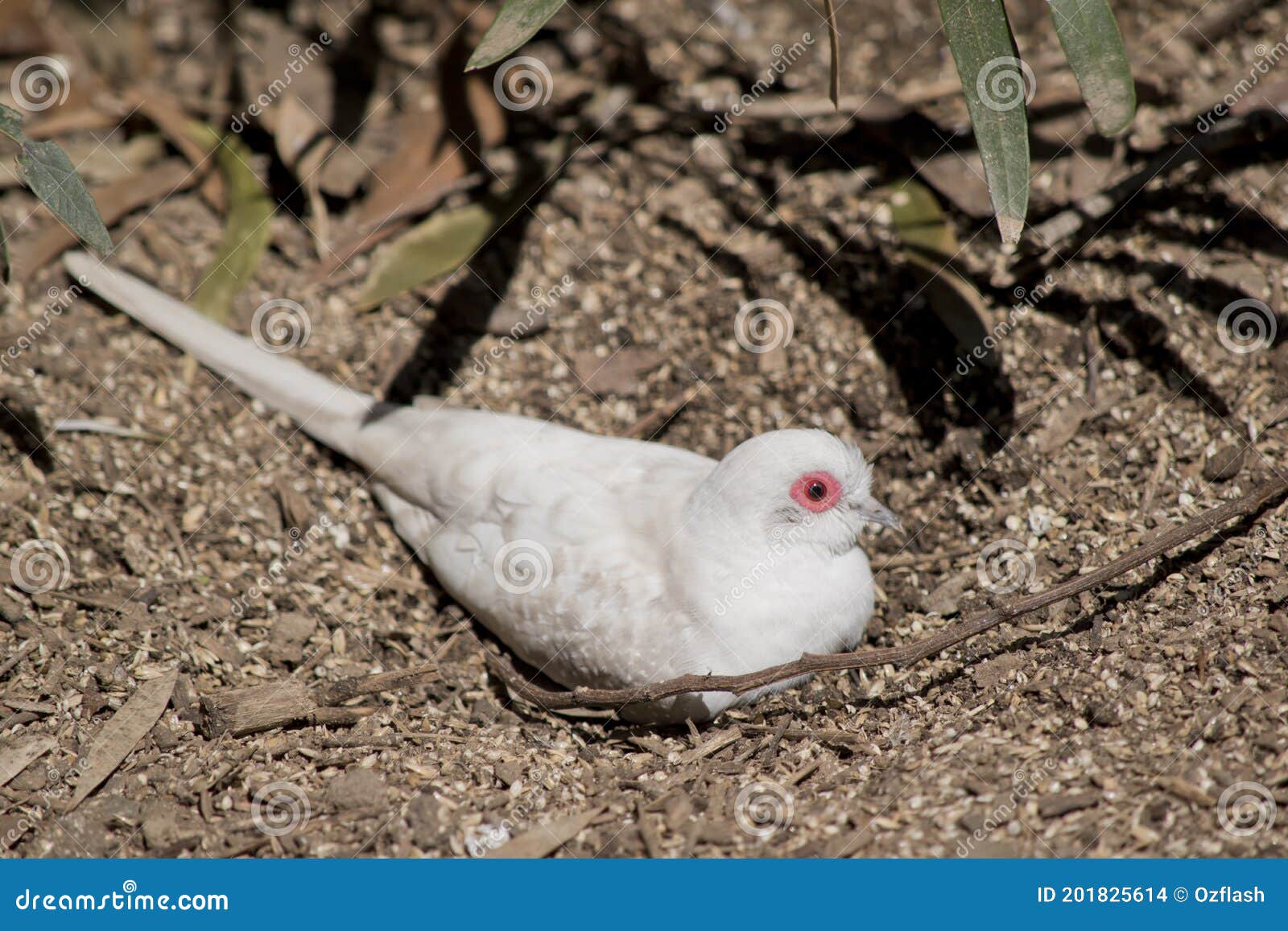 Diamond Nest Royalty-Free Stock Image | CartoonDealer.com #72418660