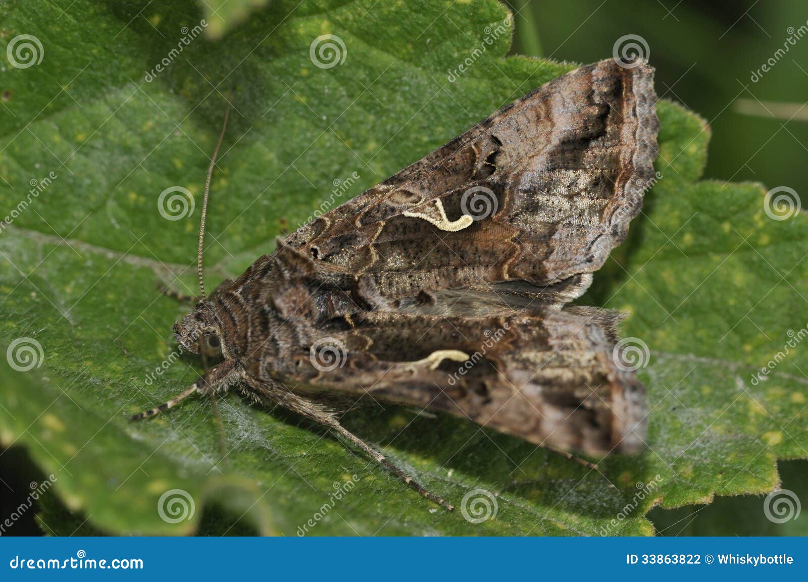 Silver Y Moth Stock Photography | CartoonDealer.com #33863822