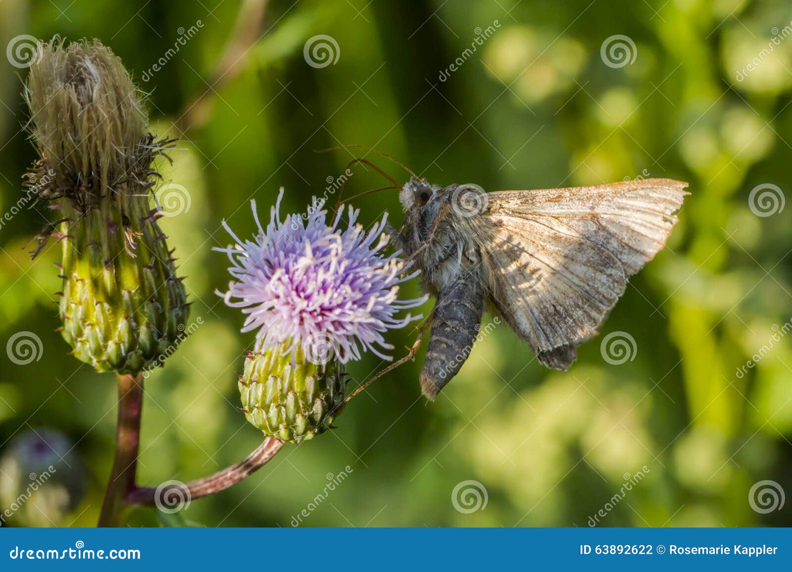 Silver Y Moth (Autographa Gamma) Stock Photo - Image of photographer ...