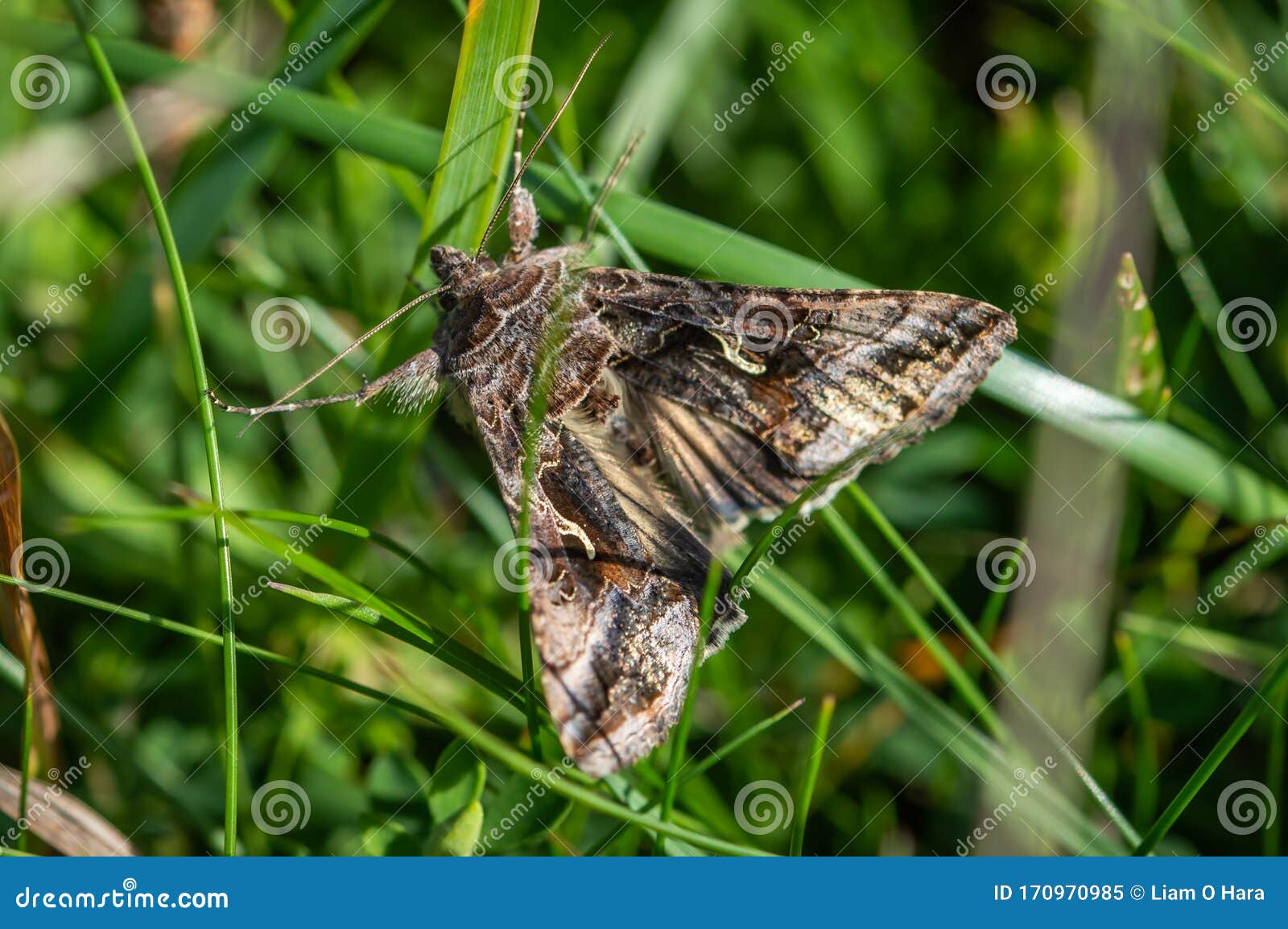 Silver Y Moth on the Grass in a Field Stock Image - Image of field ...