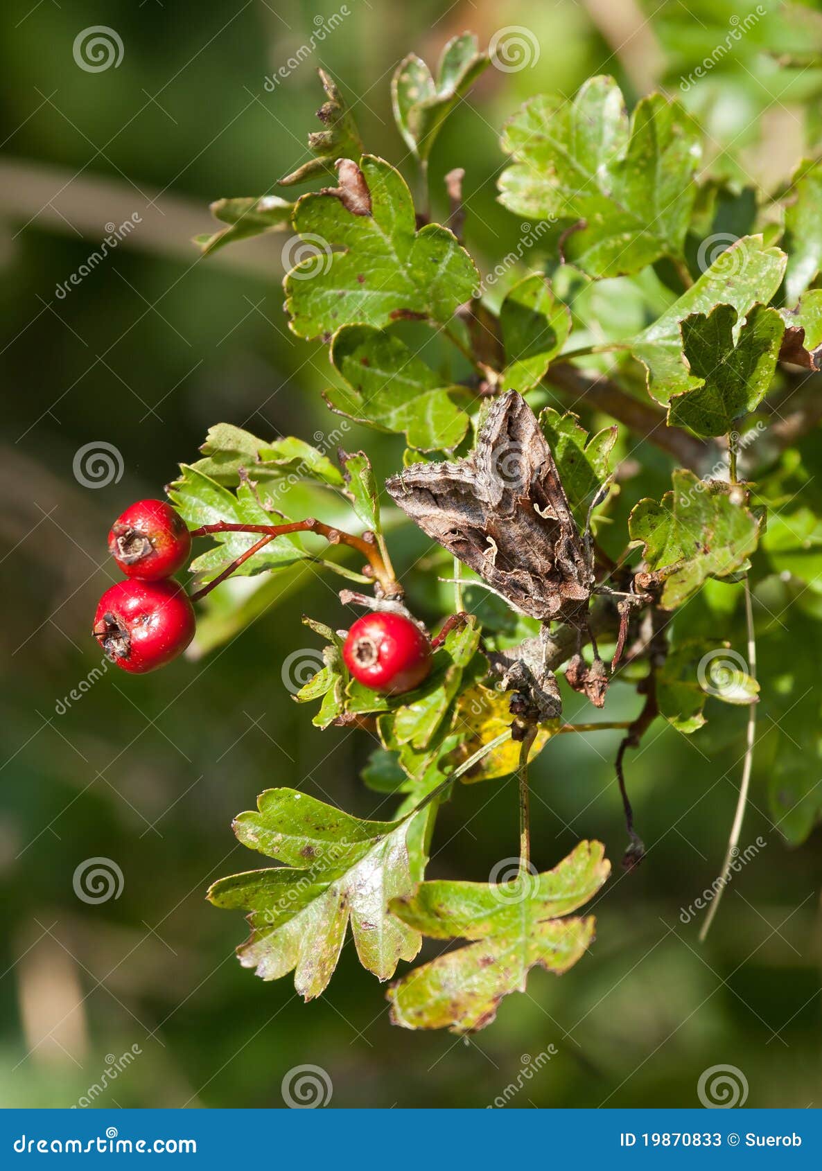 Silver Y Moth Stock Photography | CartoonDealer.com #33863822