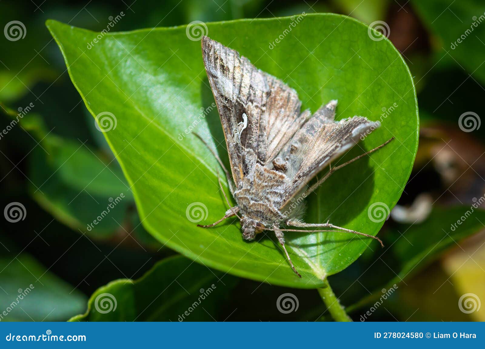 Silver Y Moth on an Ivy Leaf Stock Photo - Image of nature, moth: 278024580