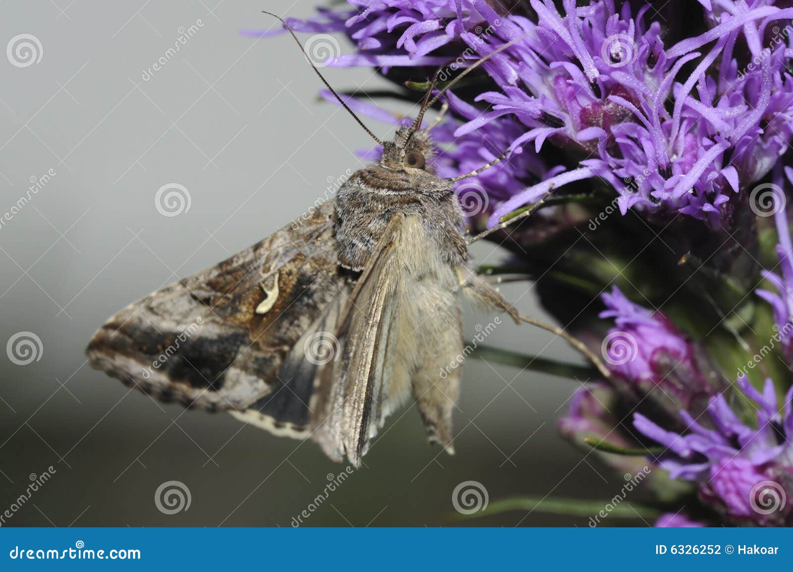 Silver Y Moth Macro Closeup Stock Photo - Image of echinacea, flexing ...