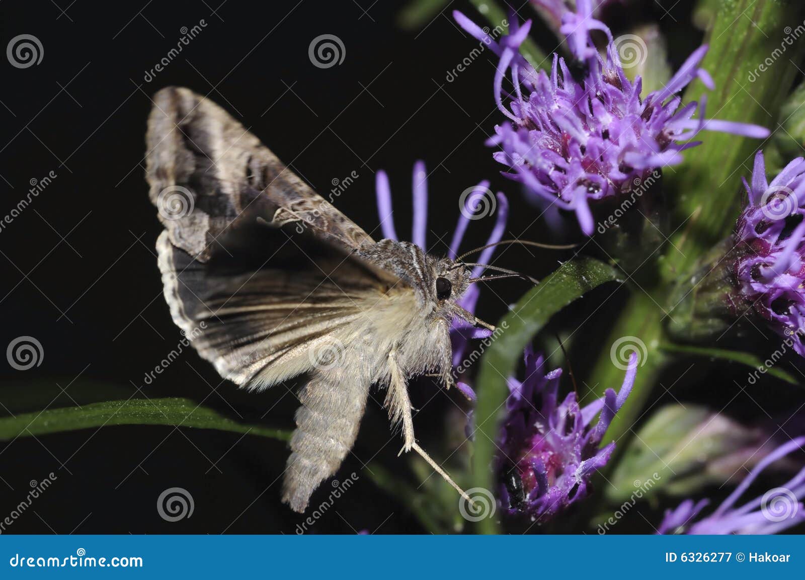 Silver Y Moth Macro Closeup Stock Image - Image of looking, dense: 6326277