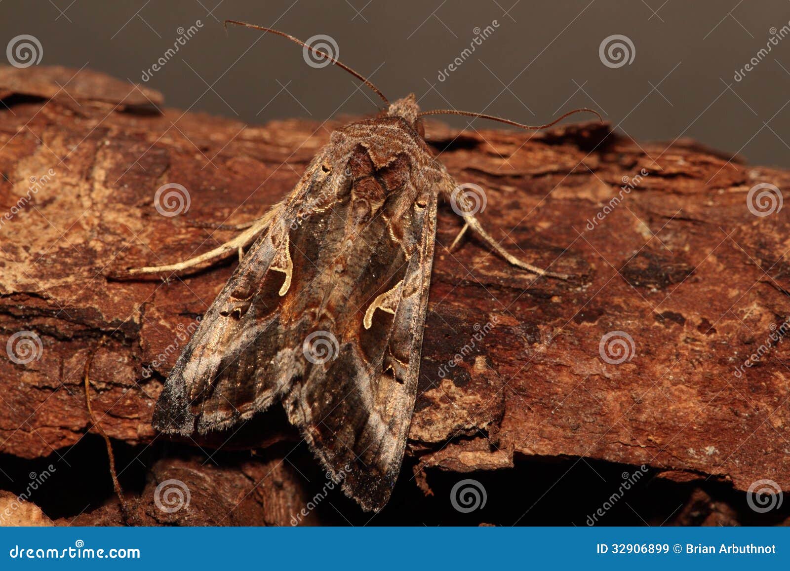 Silver y moth. stock image. Image of moth, wildlife, antennae - 32906899
