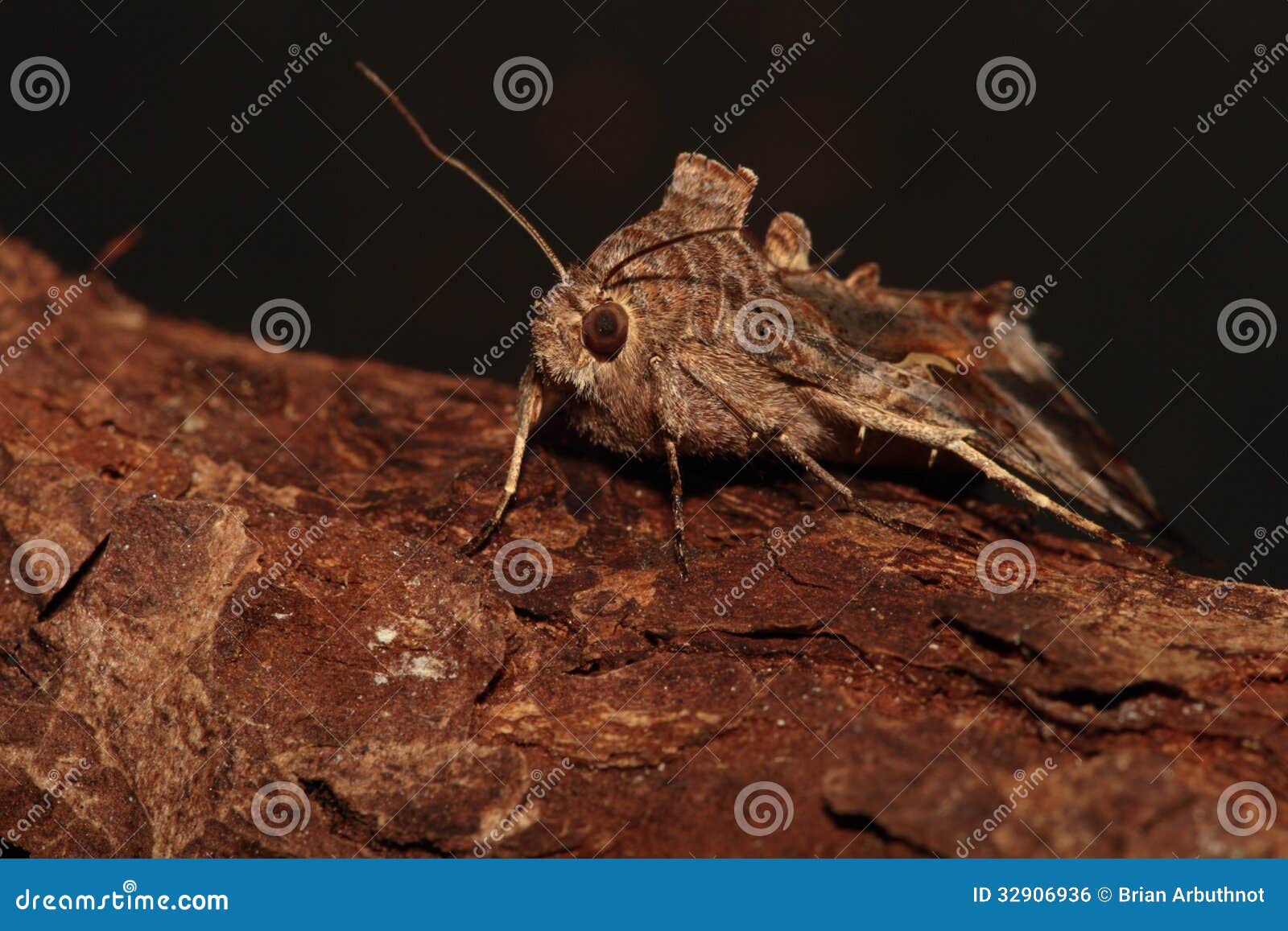 Silver y moth. stock photo. Image of wild, nature, profile - 32906936
