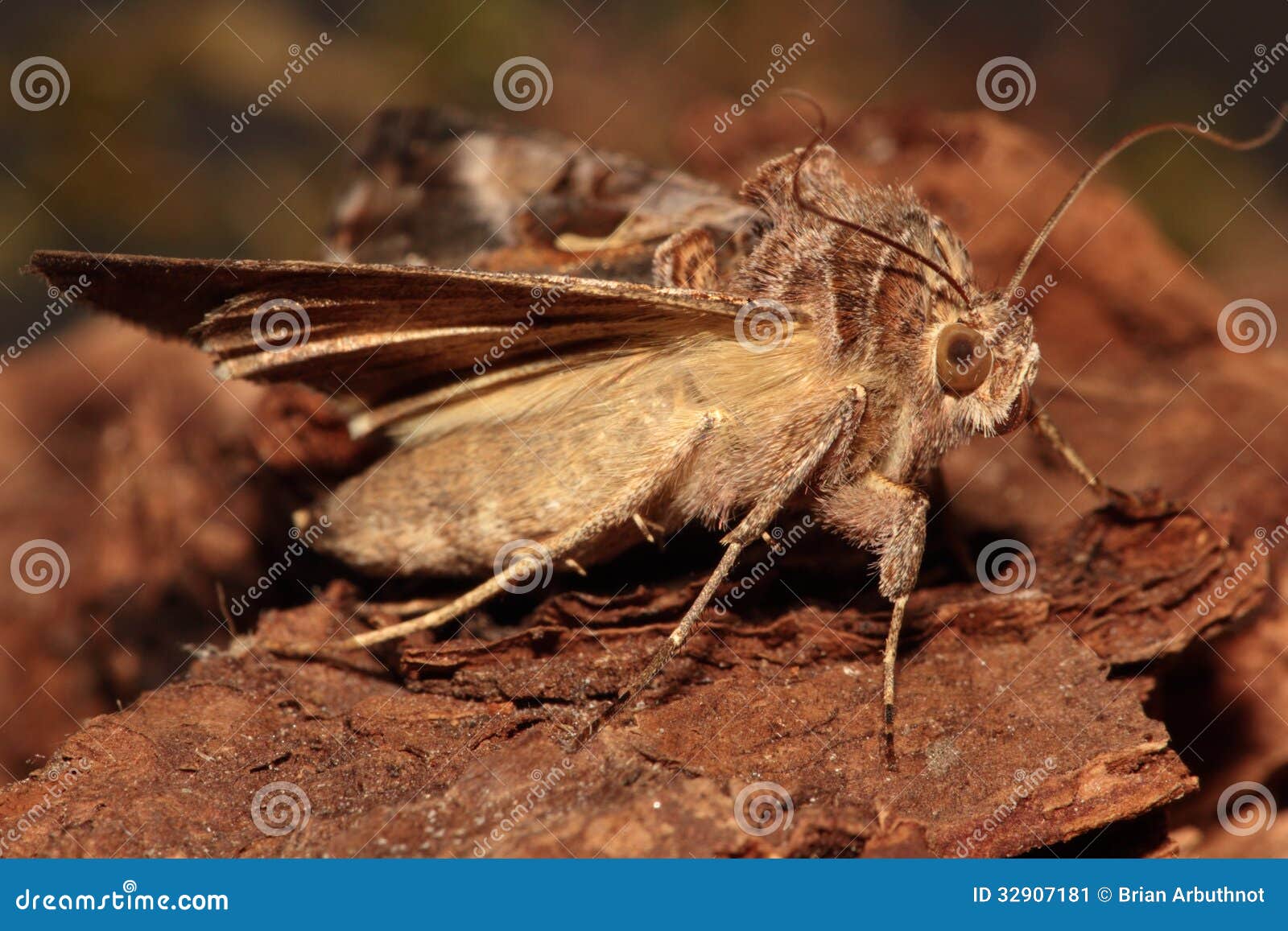 Silver Y Moth. Stock Image | CartoonDealer.com #32907181