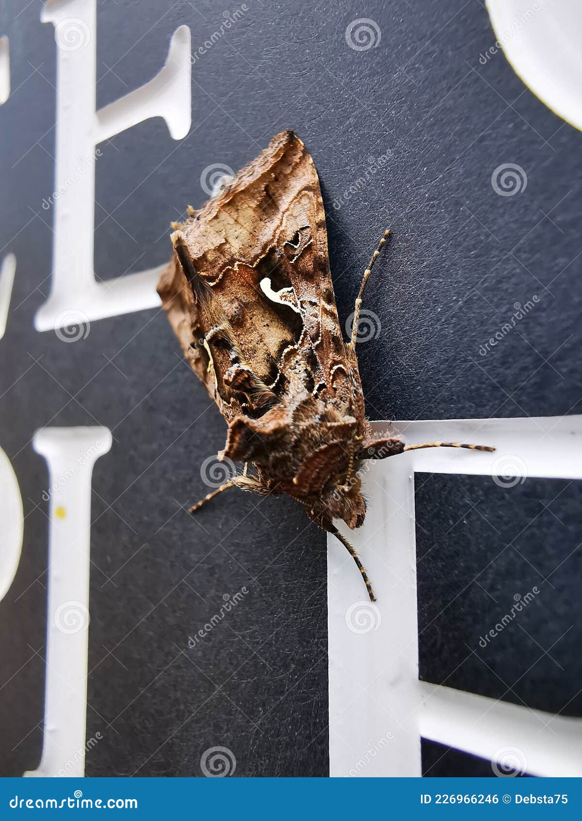 Silver Y Moth Wings Folded, on Sign Stock Photo - Image of insect, leaf ...