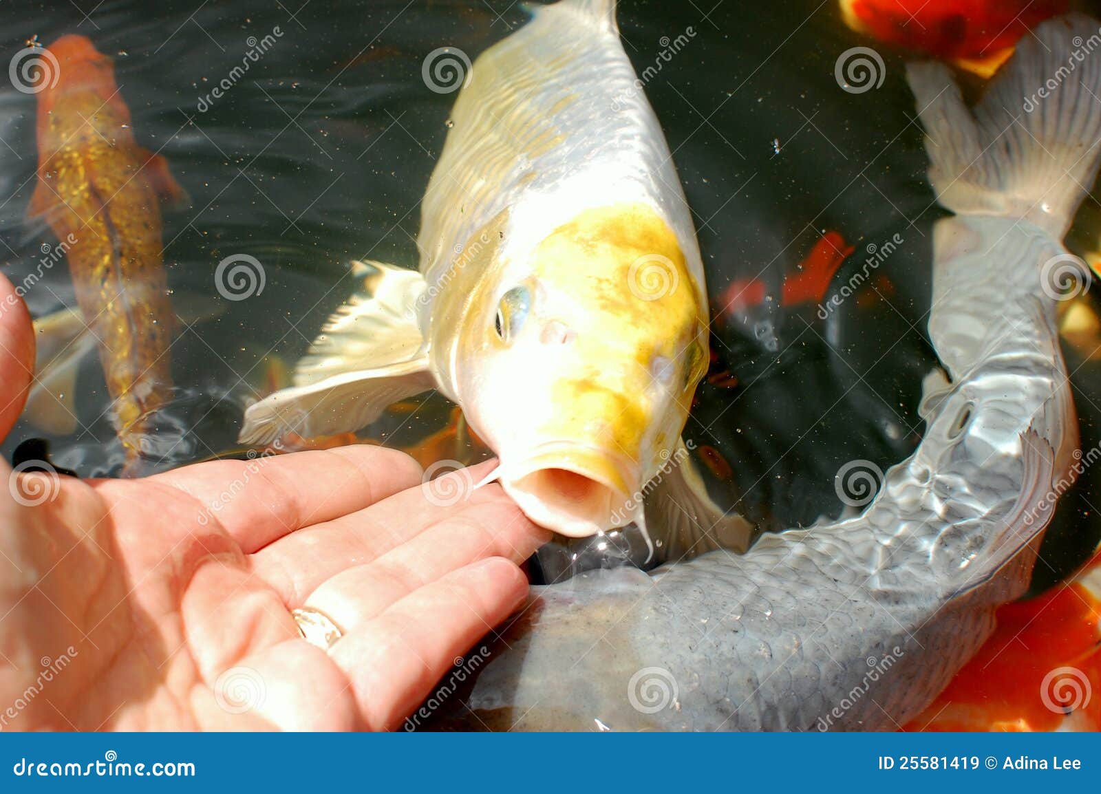 Silver and yellow koi carp stock image. Image of hand - 25581419