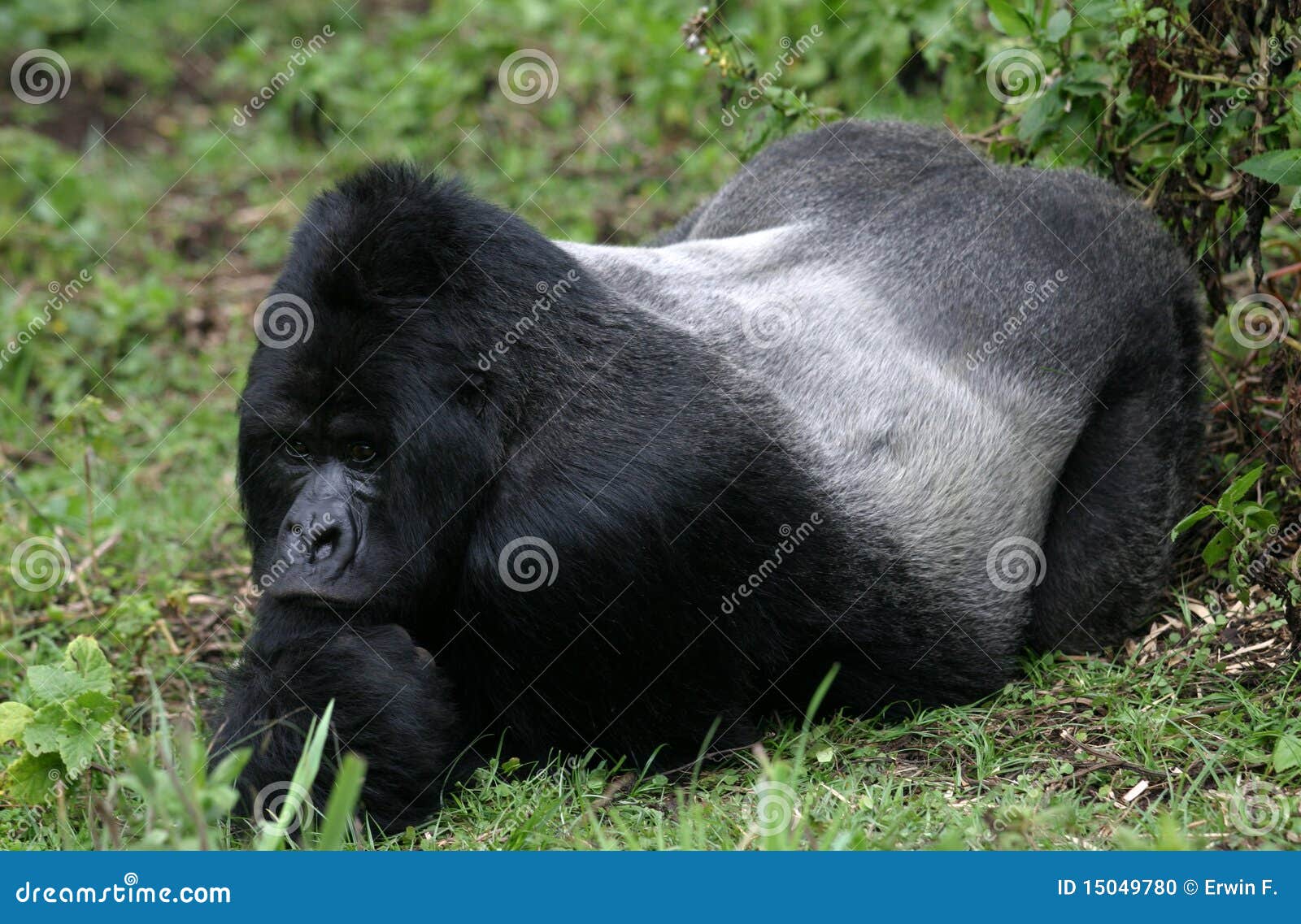 Silverback foto de archivo. Imagen de fuerte, viaje, salvaje - 15049780