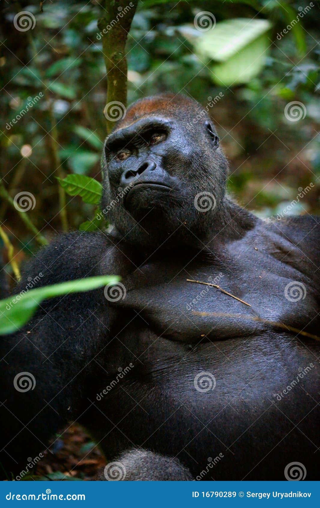 Silverback. stock image. Image of forest, animals, africa - 16790289