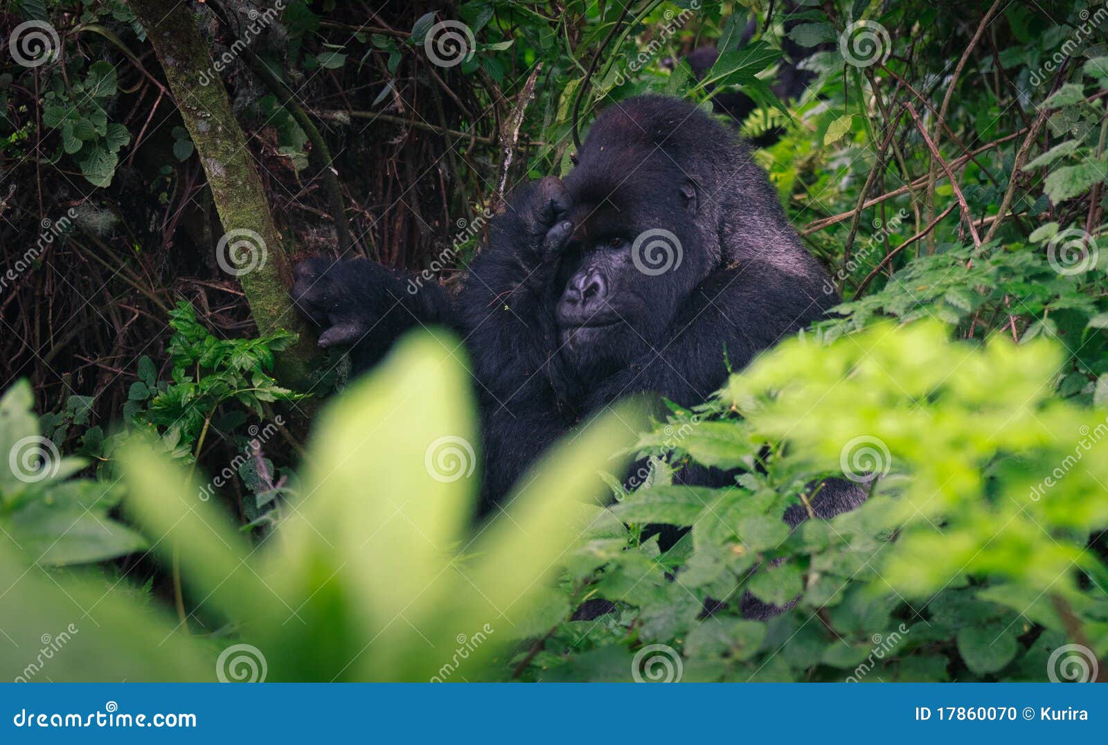 Silverback stock photo. Image of volcans, eastern, jungle - 17860070
