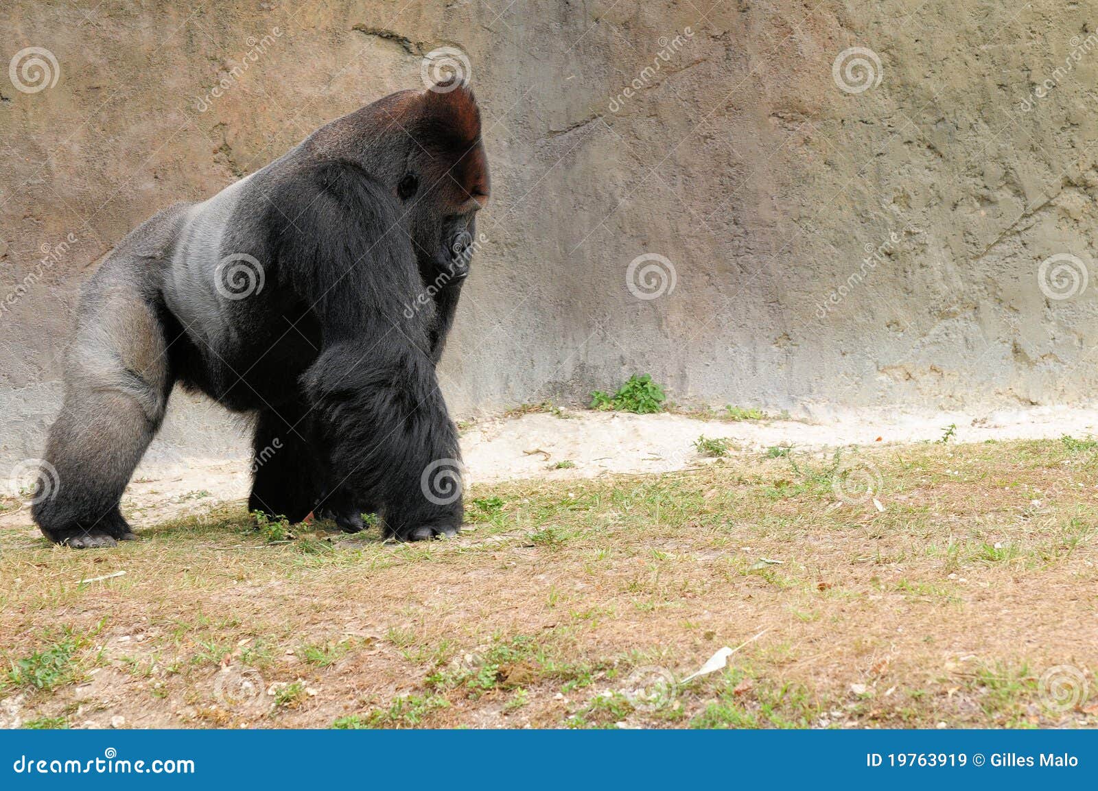 Silverback stock image. Image of wilderness, face, thumb - 19763919