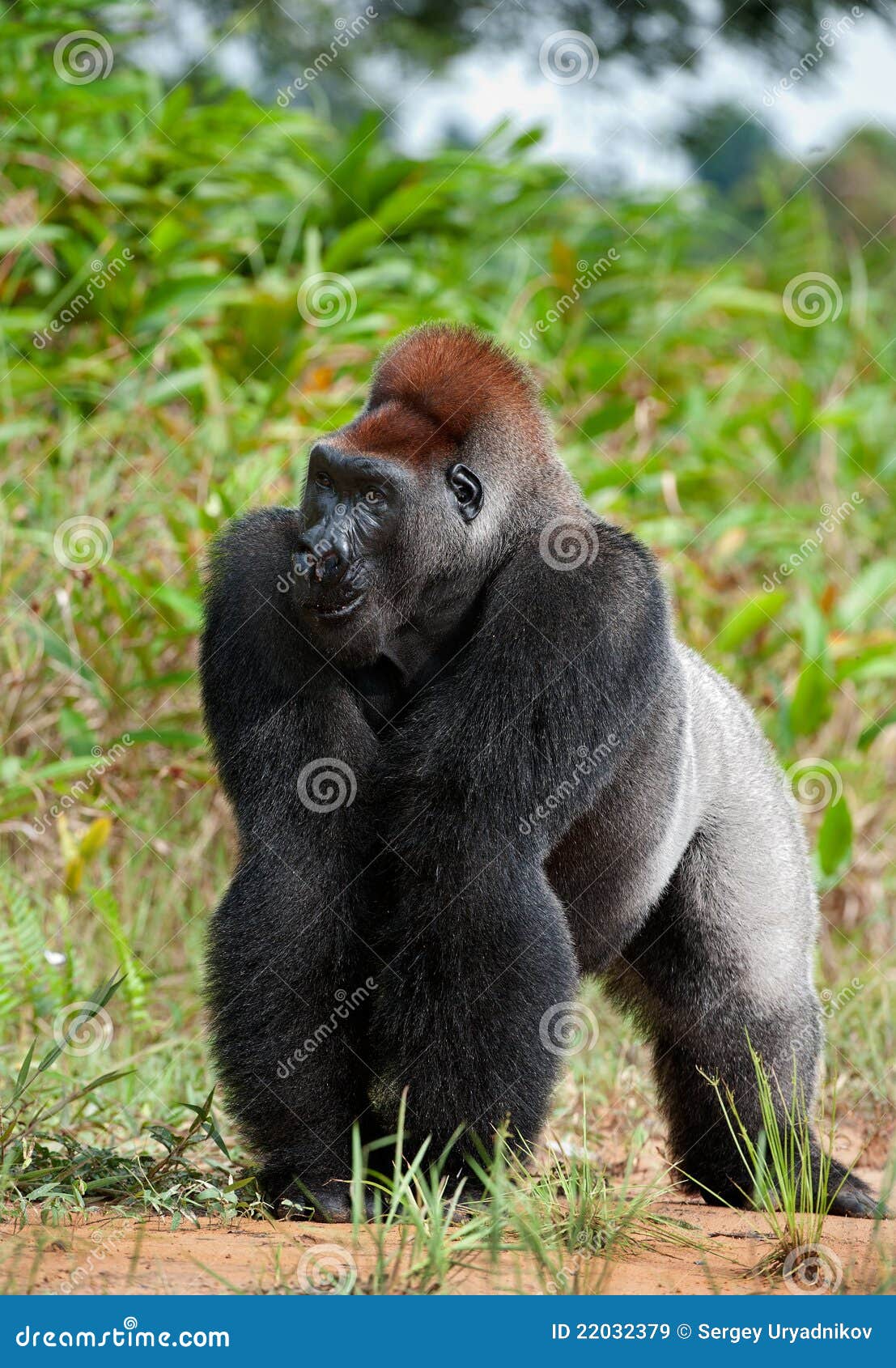 Silverback. stock image. Image of lowland, mammal, back - 22032379