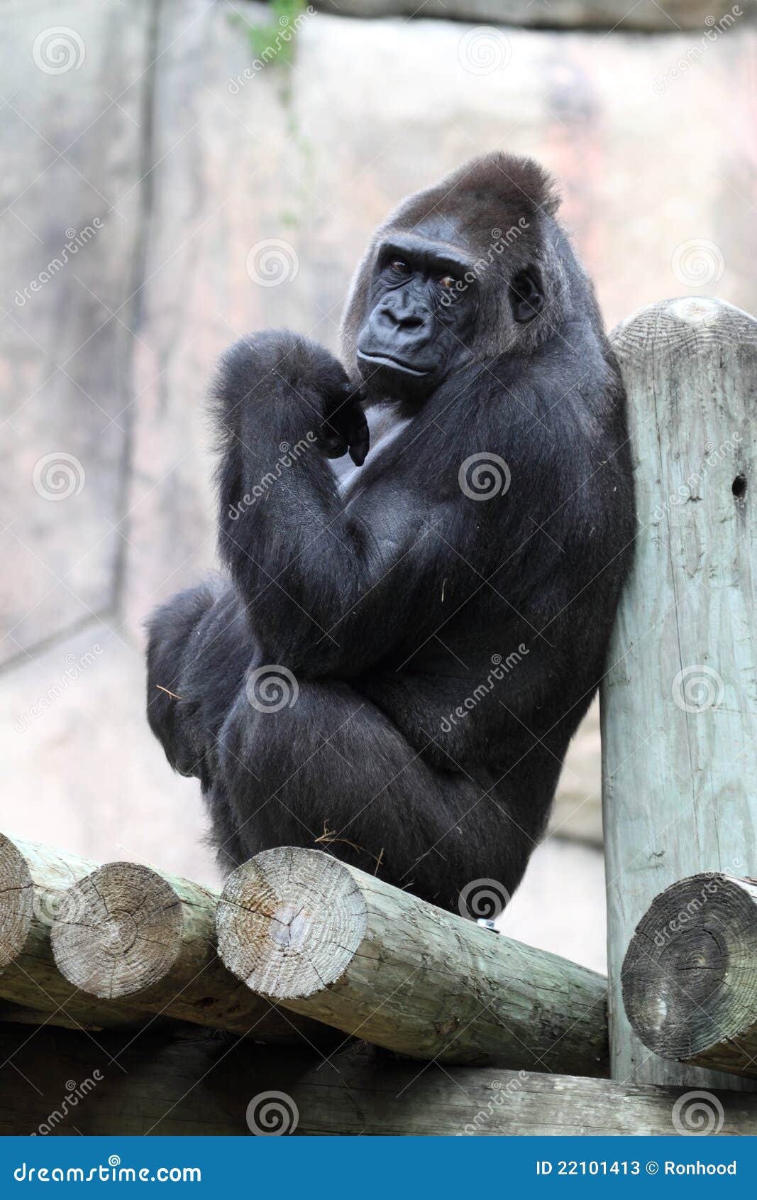 Silverback imagen de archivo. Imagen de negro, fuerte - 22101413