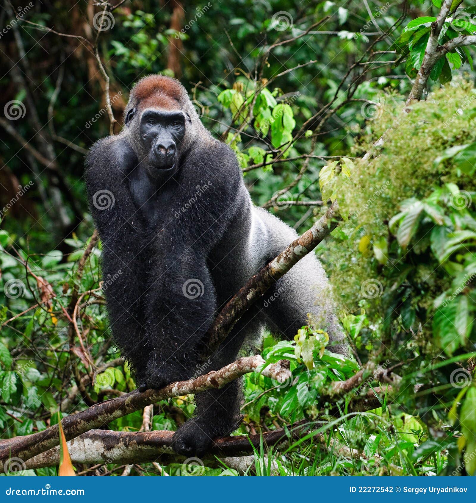 Silverback. stock photo. Image of habitat, lowland, nature - 22272542