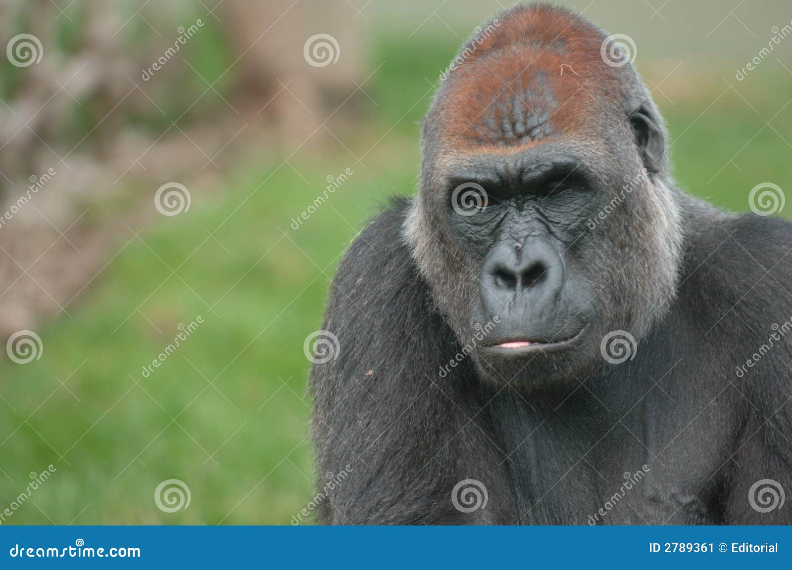 Silverback stock image. Image of face, mammal, blackback - 2789361