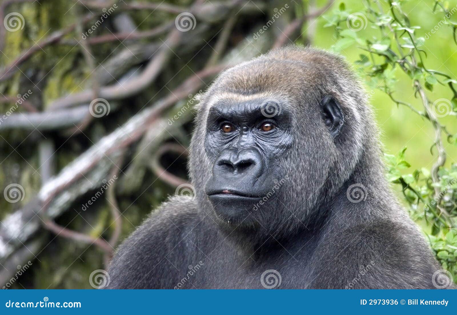 Silverback stock photo. Image of anger, creature, male - 2973936