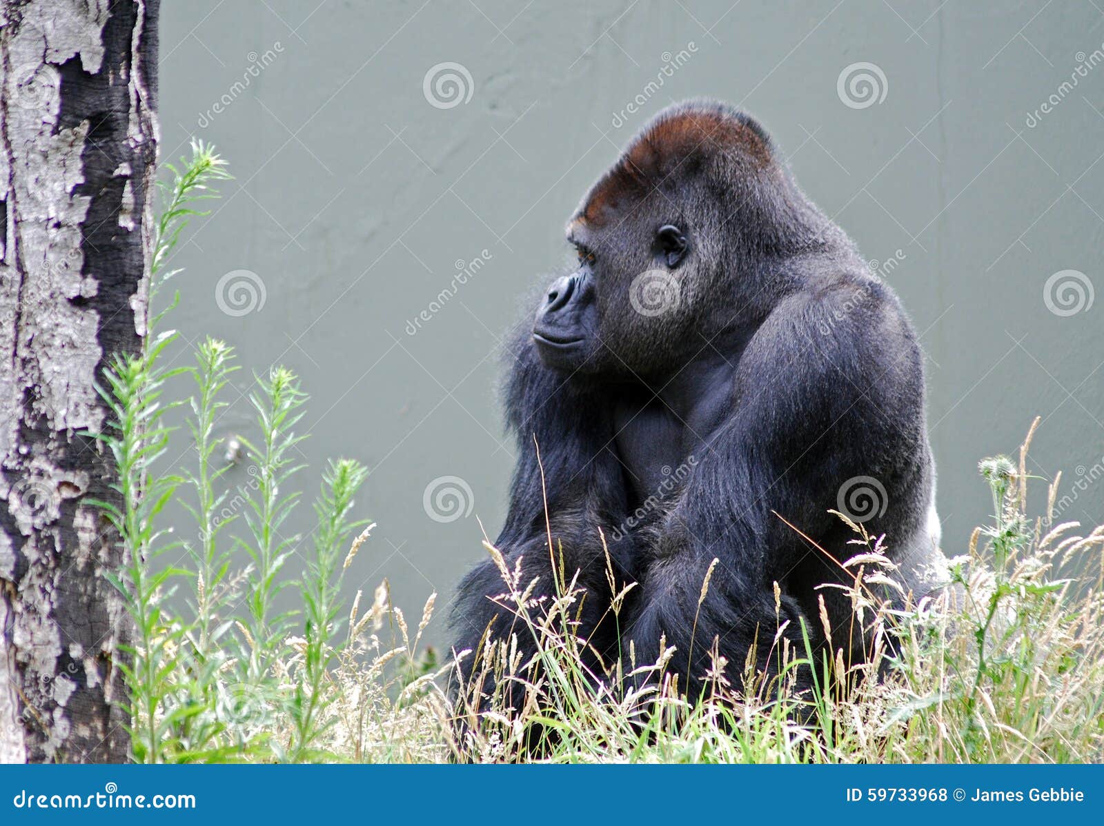 Silverback foto de stock. Imagem de macho, forte, wildlife - 59733968