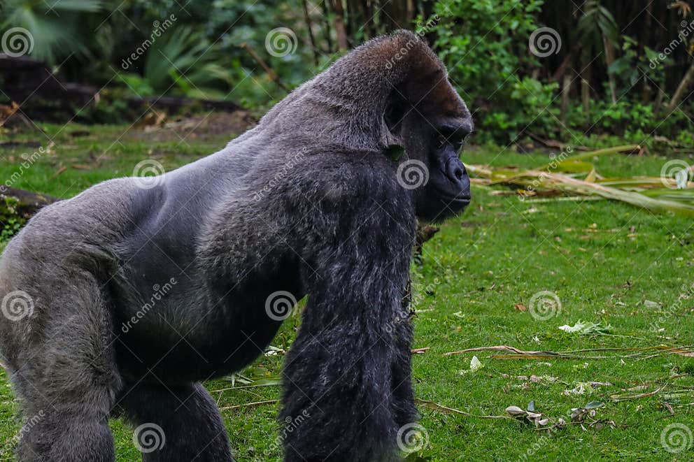 Silverback stock photo. Image of silverback, mammal - 303096836