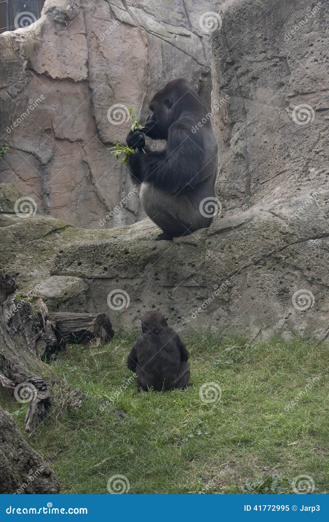 Silverback and baby stock image. Image of child, hairy - 41772995