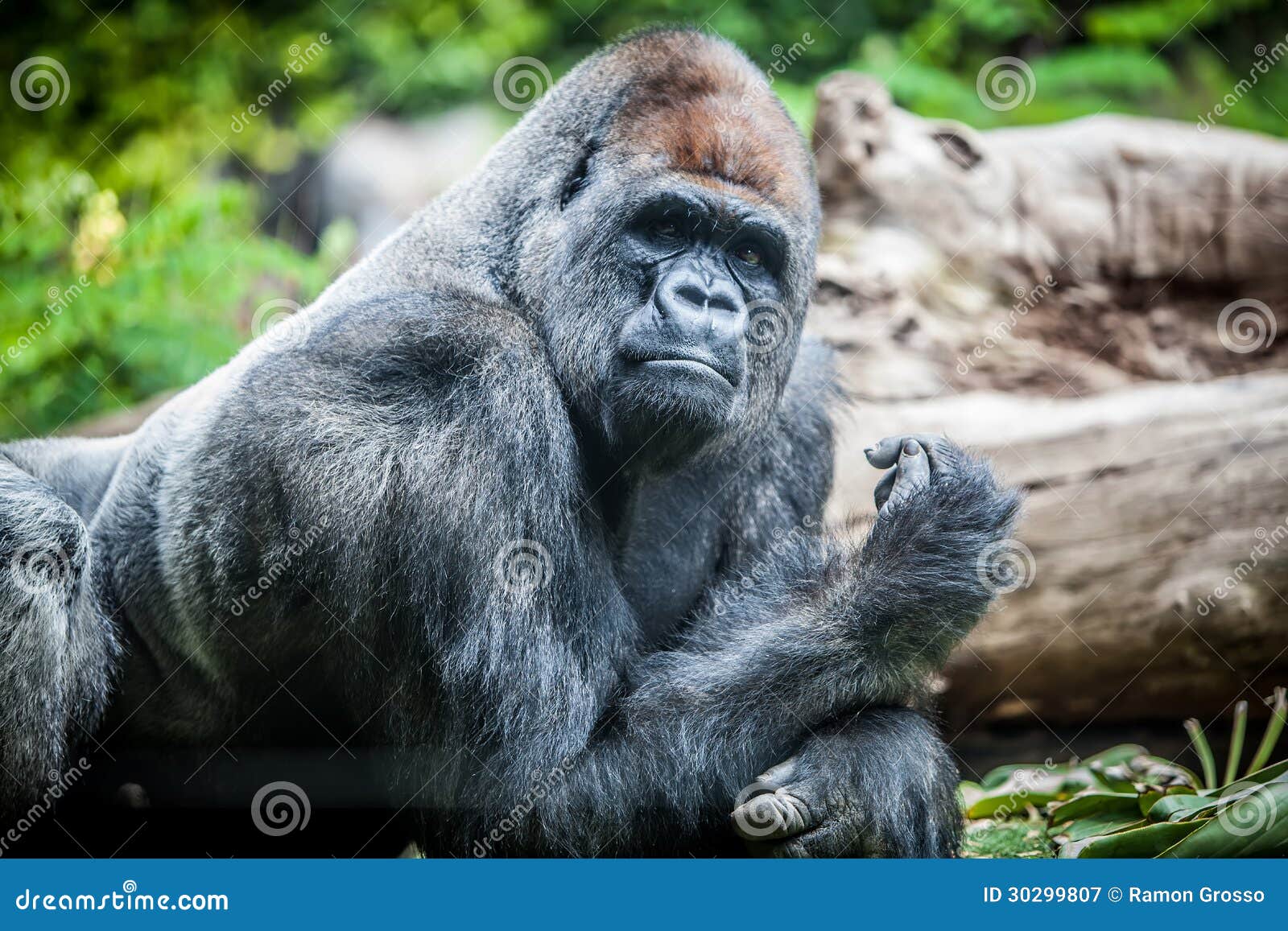 Silverback gorilla stock image. Image of lowland, back - 30299807