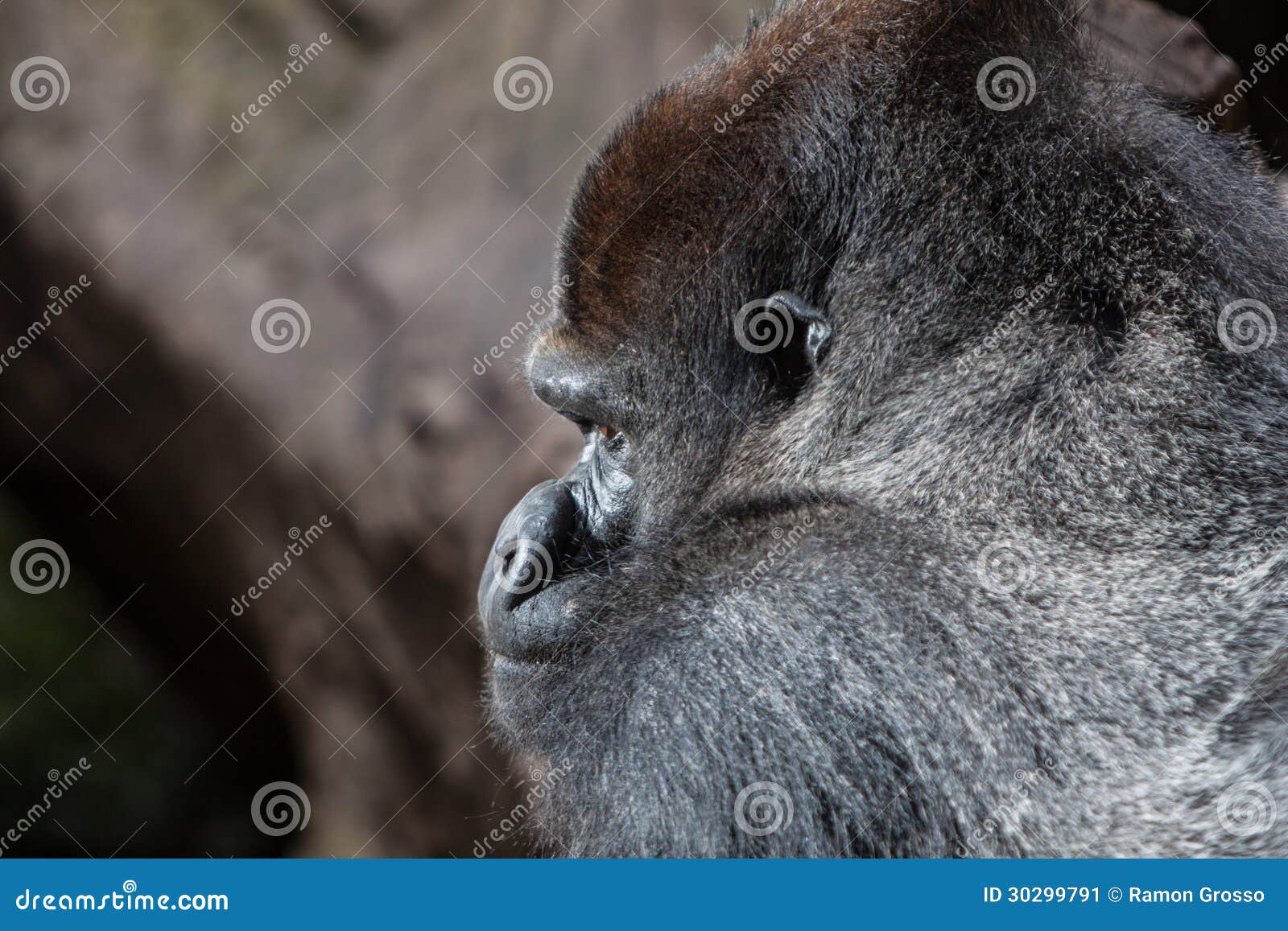 Silverback gorilla stock image. Image of gorilla, mammal - 30299791