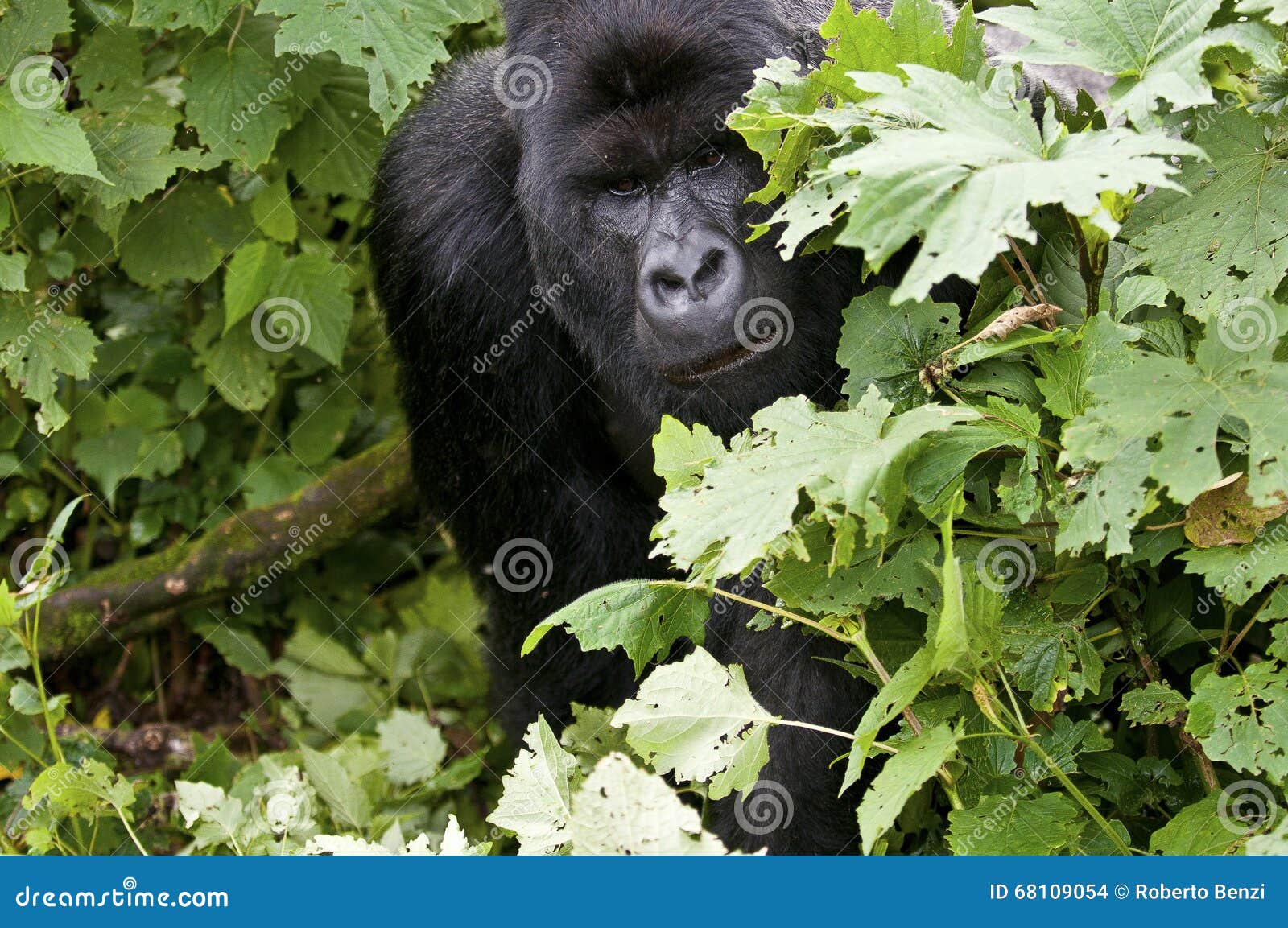 Silverback in the branches stock photo. Image of power - 68109054