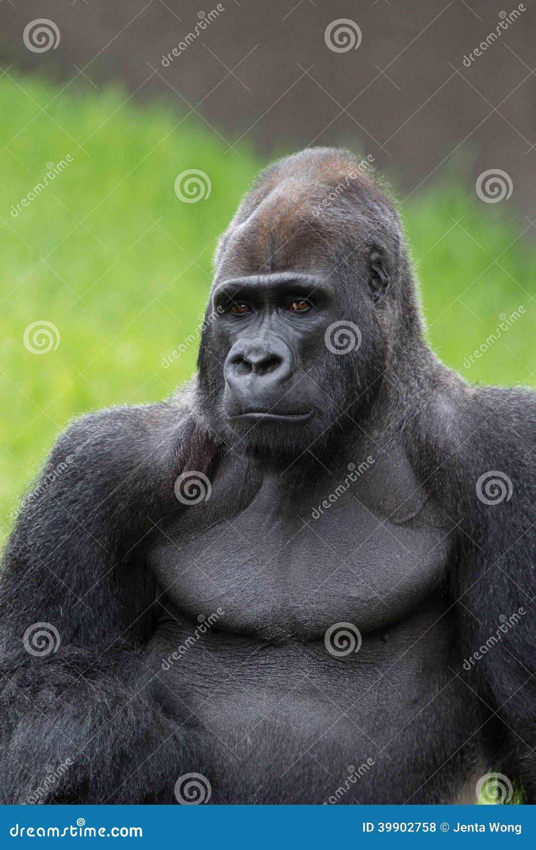 Silverback Congo Gorilla stock photo. Image of handsome - 39902758