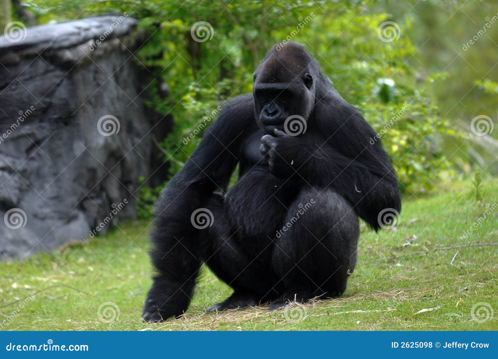 Silverback gorilla 02 stock photo. Image of black, sitting - 2625098