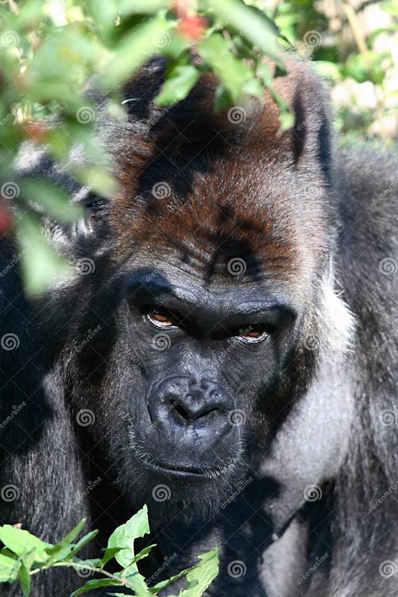 Silverback Gorilla stock image. Image of strength, male - 1555725