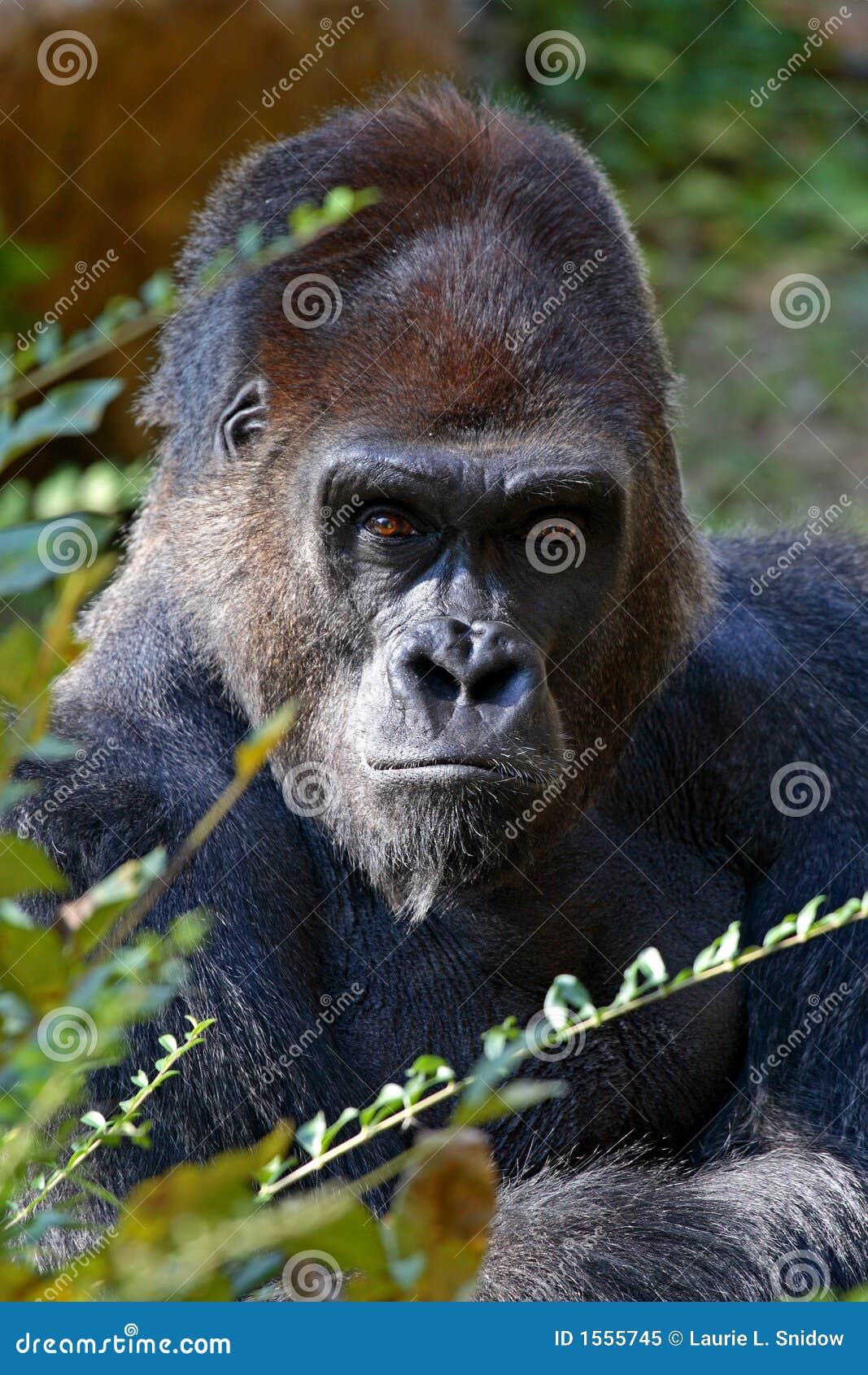 Silverback gorilla - inrikosecret