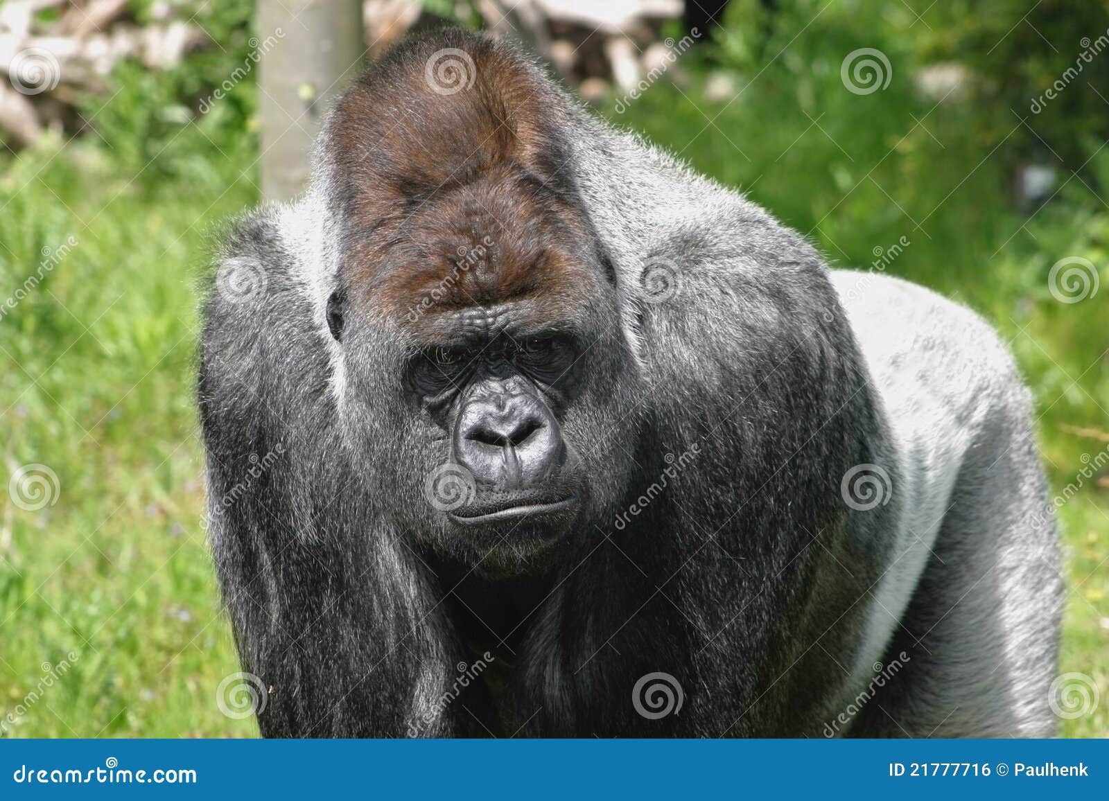 Silverback gorilla stock photo. Image of head, mammal - 21777716