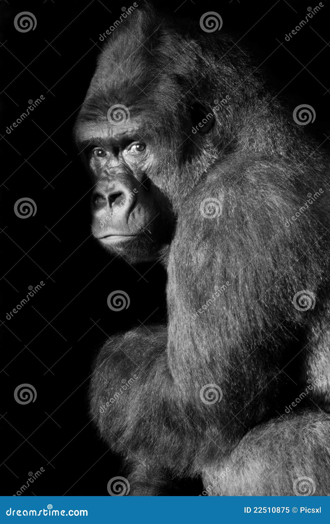 Silverback Gorilla Growling Mad Stock Photos - Free & Royalty-Free ...