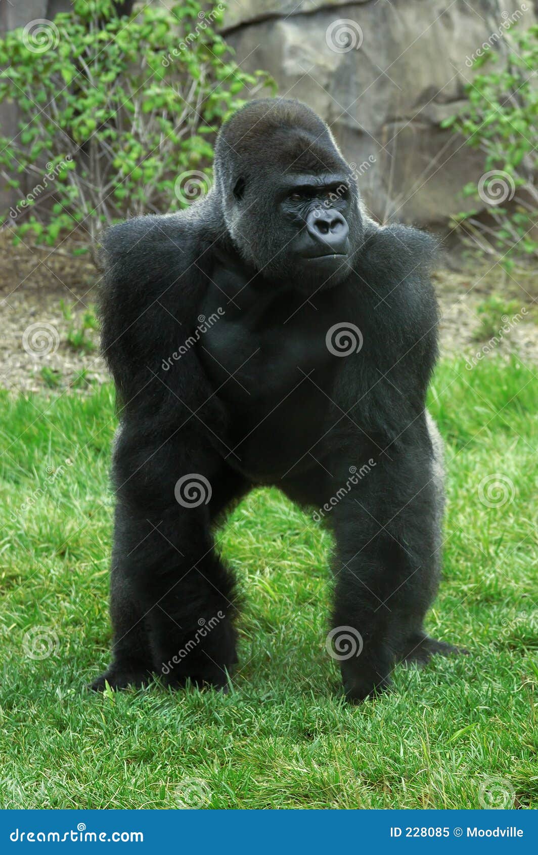 Silverback Gorilla stock image. Image of animal, african - 228085
