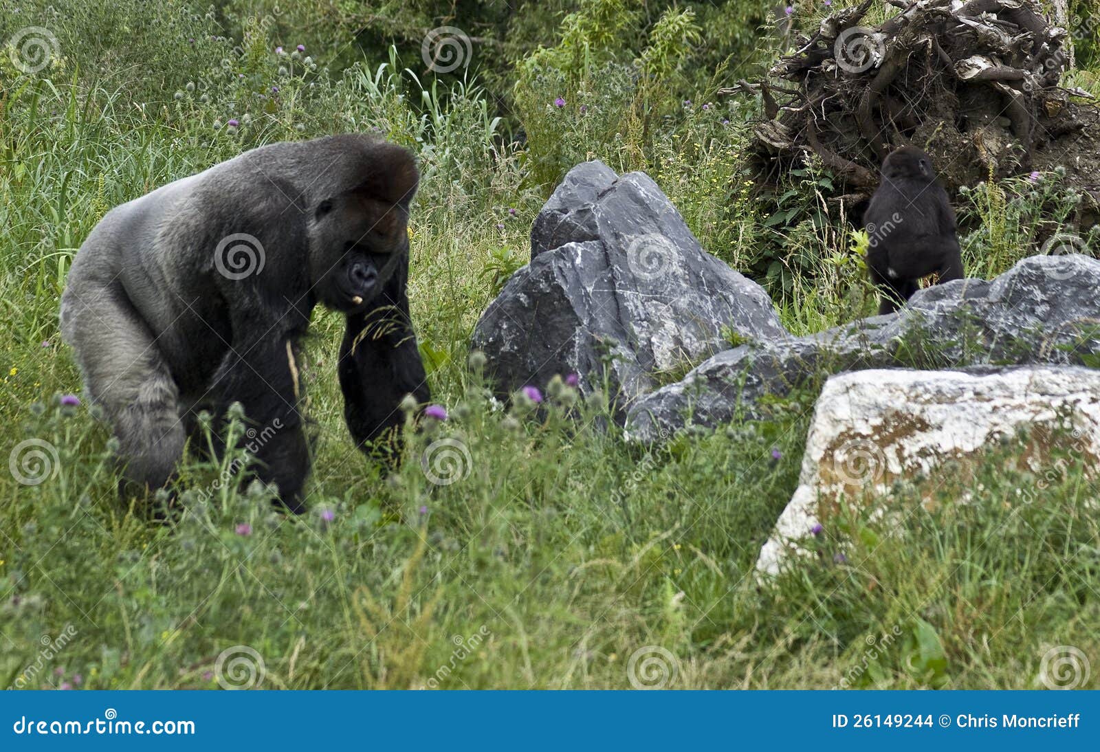 Silverback Gorilla stock photo. Image of furs, gorillas - 26149244