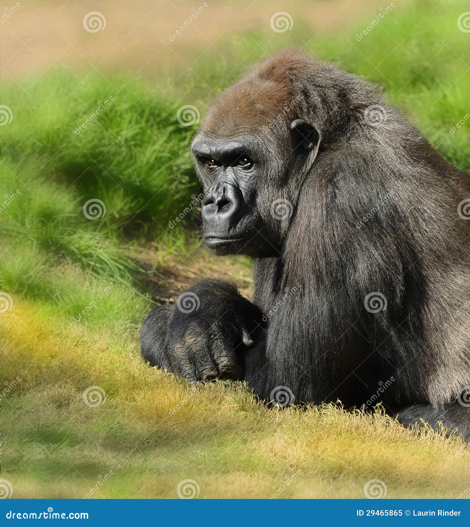 Silverback Gorilla stock image. Image of close, conservation - 29465865