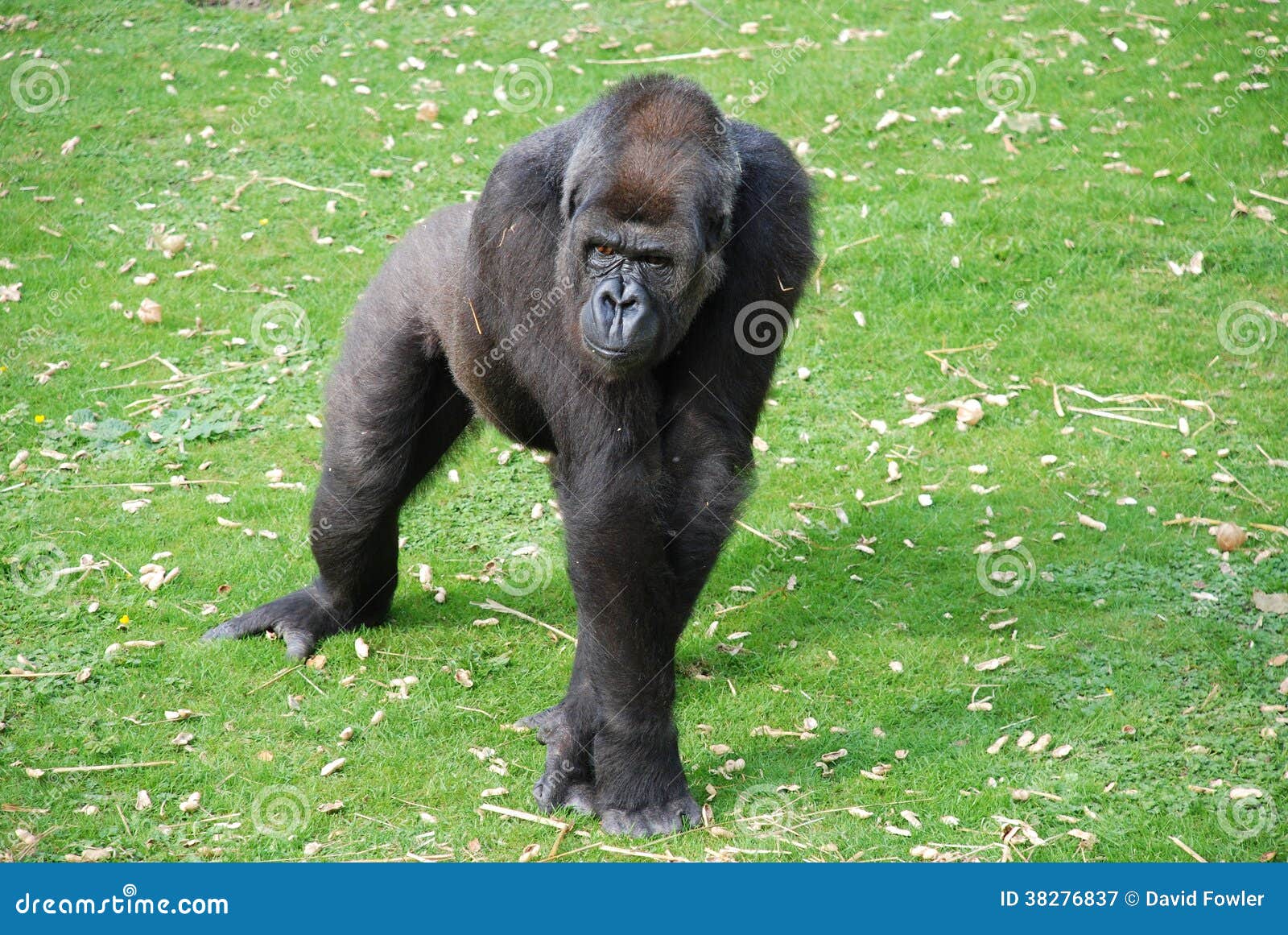 Silverback Gorilla stock image. Image of male, grass - 38276837
