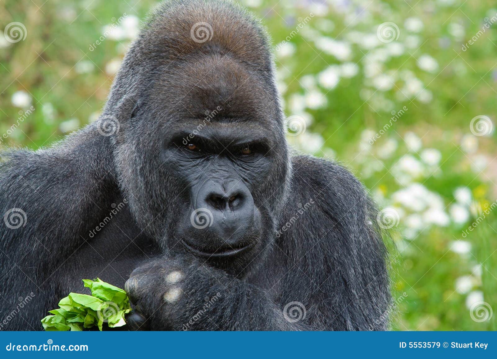 Silverback Gorilla stock image. Image of hairy, kong, facing - 5553579