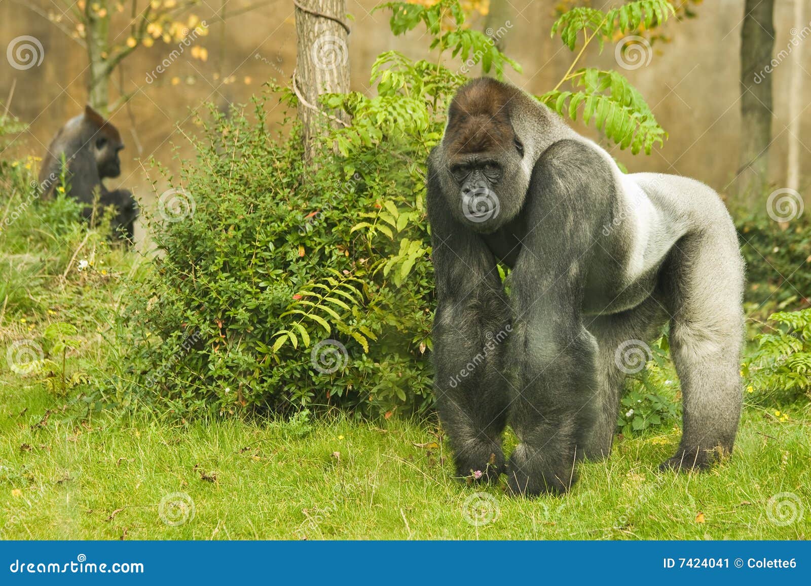 Silverback gorilla stock image. Image of wildlife, lowland - 7424041
