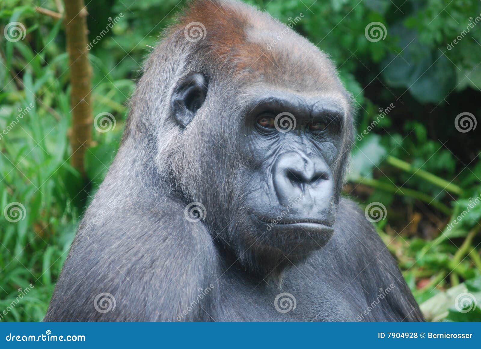 Silverback Gorilla stock photo. Image of primate, face - 7904928