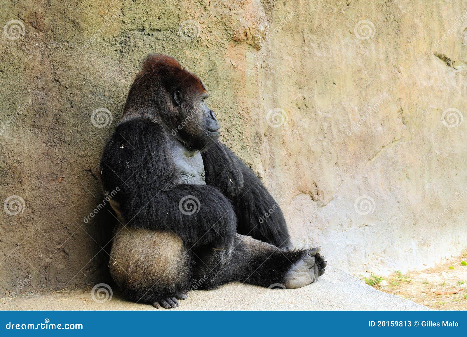 Silverback Gorilla in Charge Stock Image - Image of ground, hair: 20159813