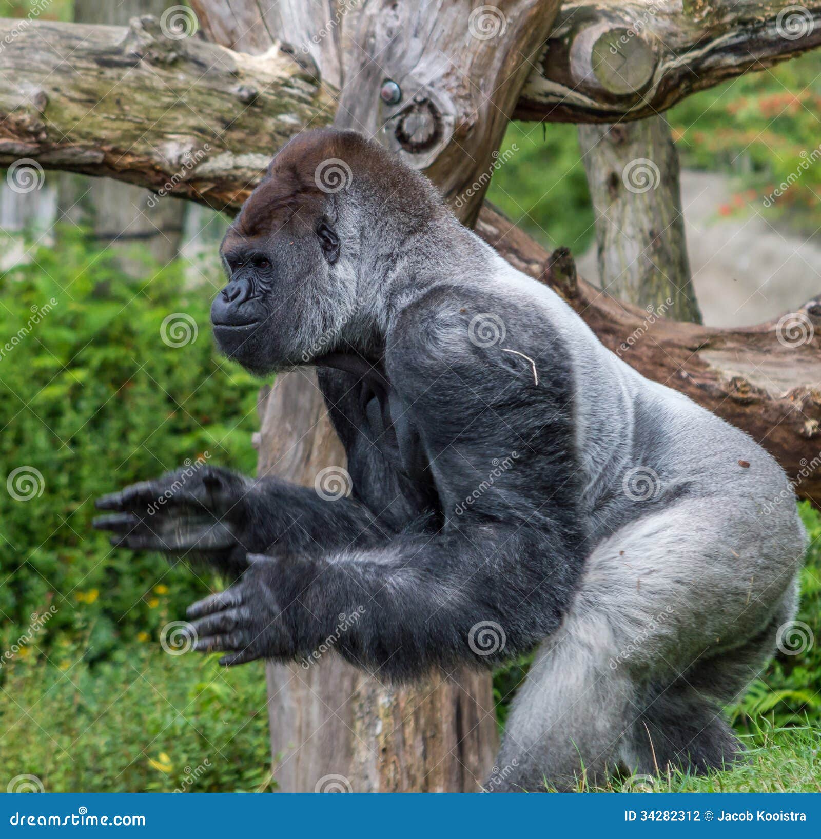 Silverback Gorilla Bokito Clapping Stock Photo - Image of fierce ...