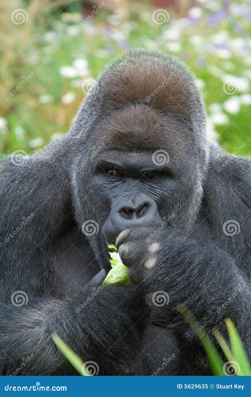 Silverback Gorilla eating stock image. Image of monkey - 5629635