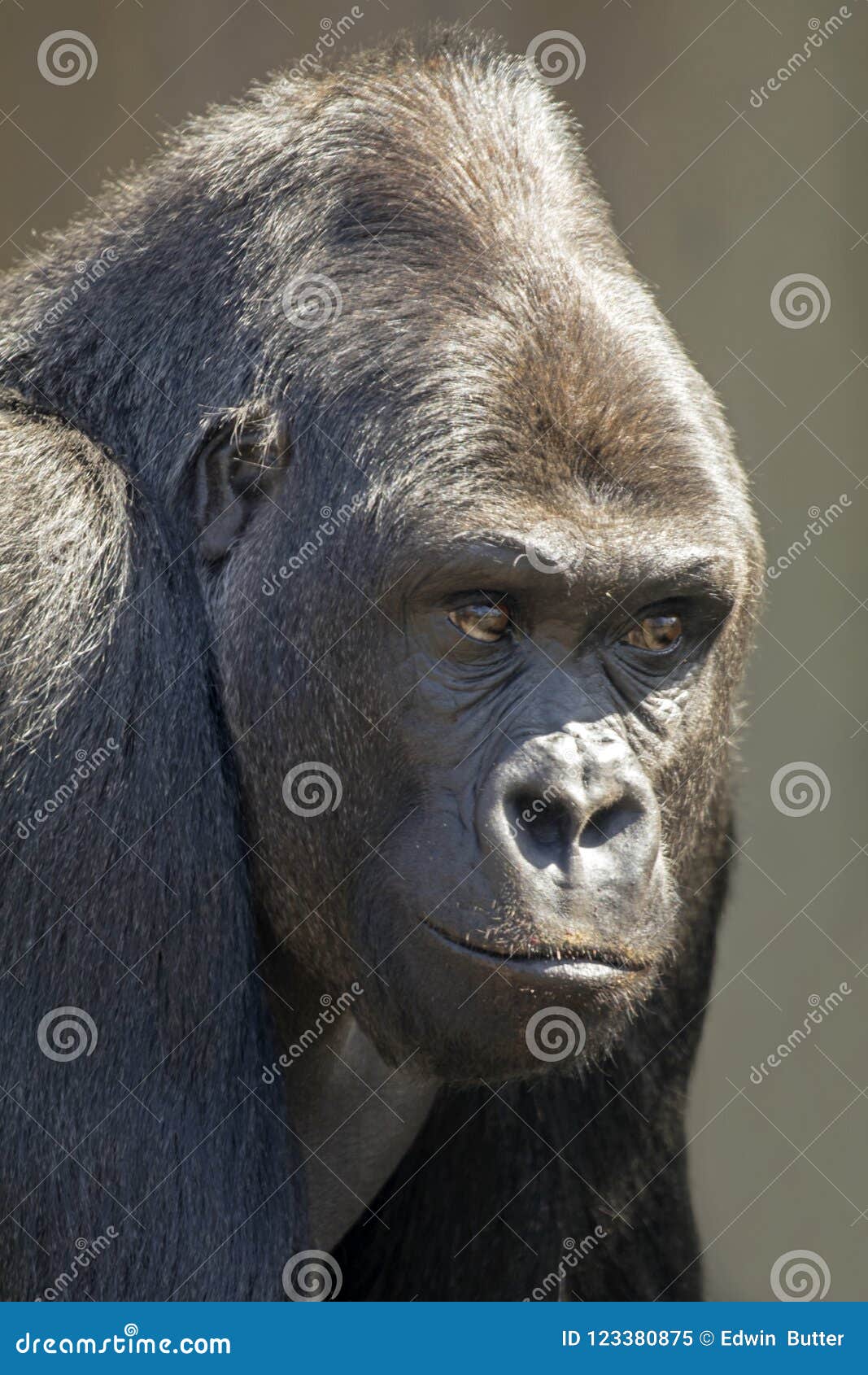 Silverback gorilla stock image. Image of species, park - 123380875